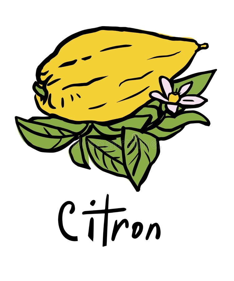 Citron Stock Illustrations – 1,899 Citron Stock Illustrations, Vectors ...