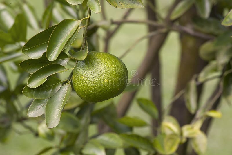 Citron vert photo stock. Image du lames, régime, géant - 19599780