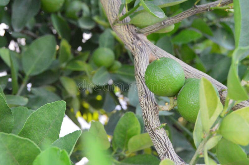 Citron vert, fruit photo stock. Image du arbre, frais - 58819146
