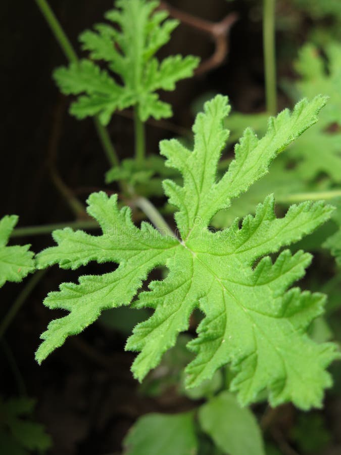 Citronella Leaf stock image. Image of plant, ornamental - 64462343