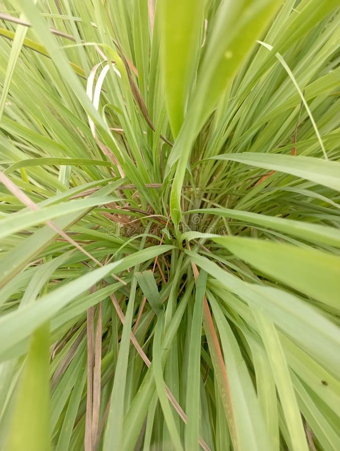 Citronella Plants in the Backyard Stock Photo - Image of citronella ...