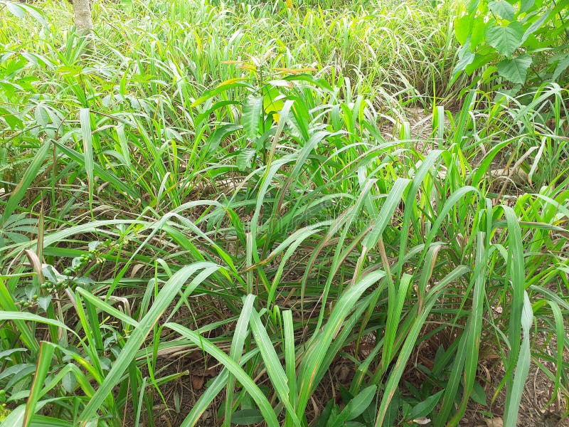 The Citronella Tree Has Started To Thrive Stock Image - Image of ...