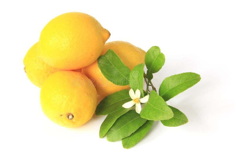 Citroner arkivfoto. Bild av grön, citron, nytt, blad - 40725488