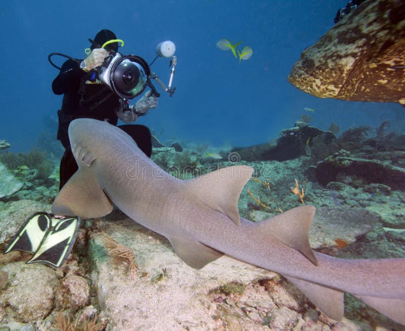 Tjurhaj arkivfoto. Bild av framsida, fisk, vatten, tjur - 77125532
