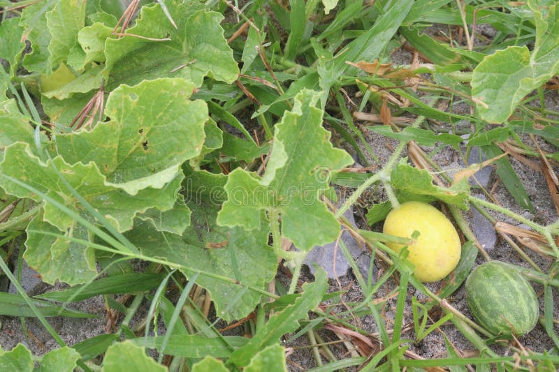 Citrullus Colocynthis Bitter and Medicinal Fruit Plant Stock Image ...