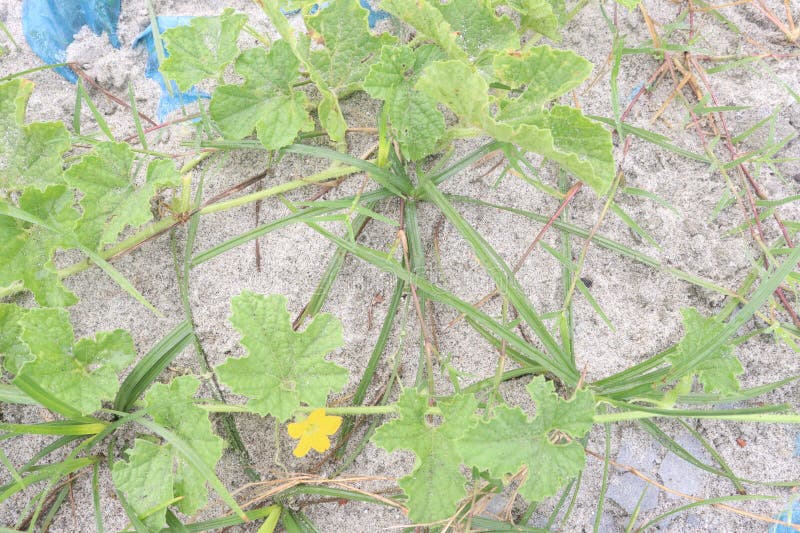 Citrullus Colocynthis Bitter and Medicinal Fruit Plant Stock Photo ...