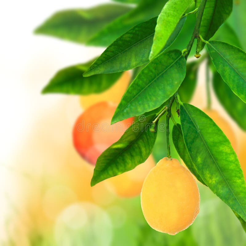 Citrus background stock image. Image of green, lifestyle - 19028339
