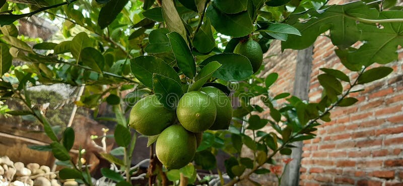 Citrus in backyard stock image. Image of fruit, vegetable - 250313007