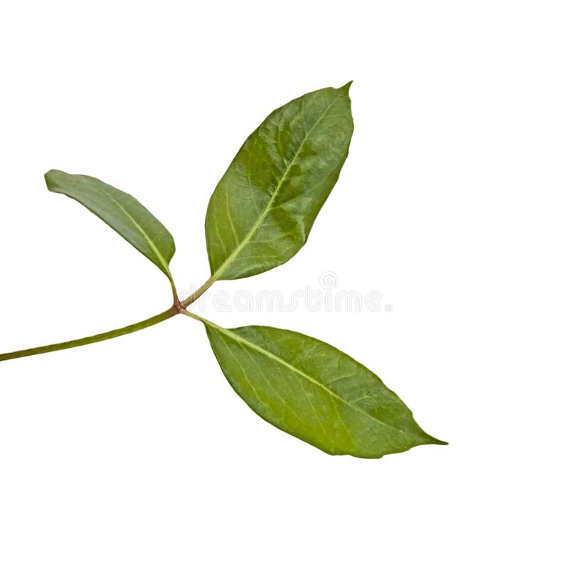 Citrus Branch Isolated on White Stock Photo - Image of flora, green ...