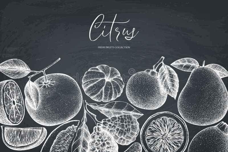 Ink Hand Drawn Design with Citrus Fruits. Vector Illustration with ...