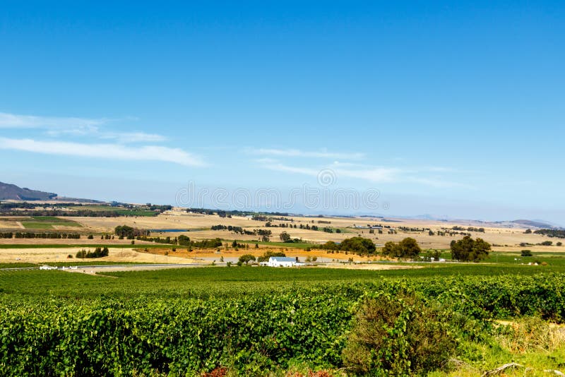 Citrus Field with the Mountain View Stock Photo - Image of mountain ...