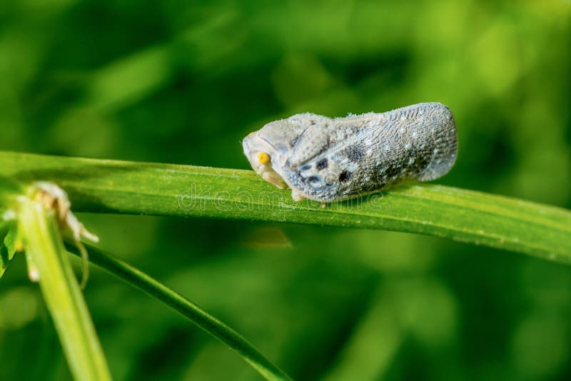 Citrus Flatid Planthopper - Metcalfa Pruinosa Stock Photo - Image of ...