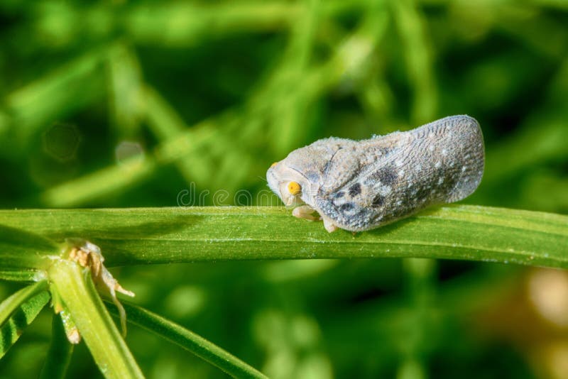 Citrus Flatid Planthopper - Metcalfa Pruinosa Stock Image - Image of ...