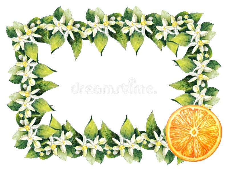 Citrus Frame Illustration Art, Orange Hand Drawn Design Stock ...