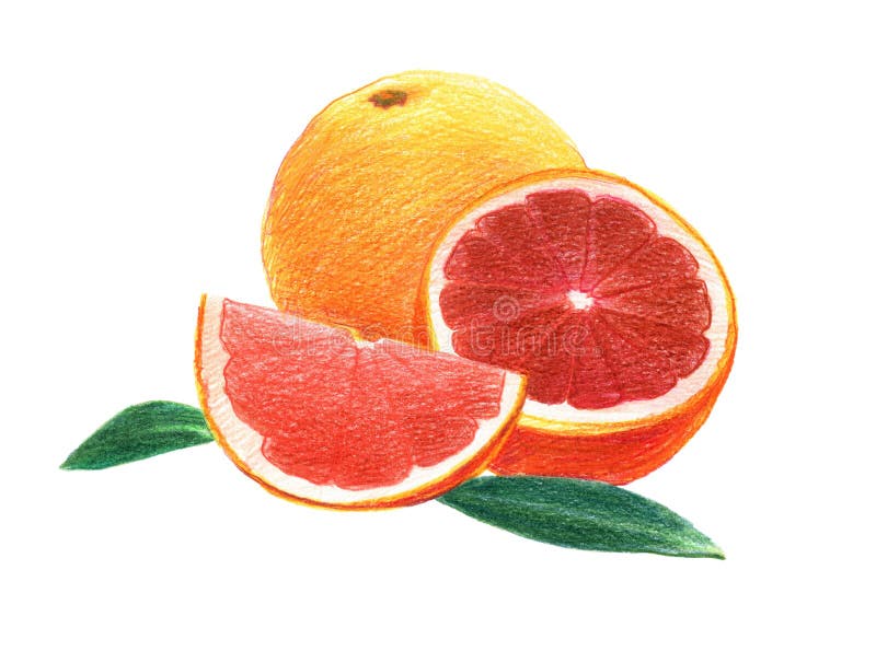 Citrus Fruit Grapefruit in Whole and in a Cut. Graphic Drawing with ...