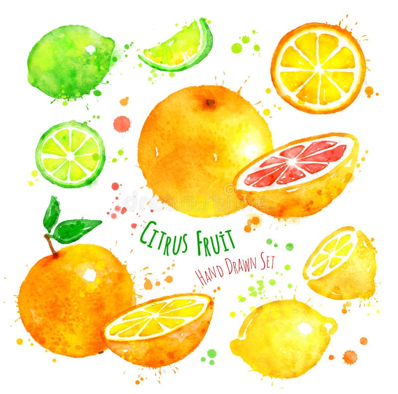 Citrus fruit stock vector. Illustration of juicy, freshness - 14054072