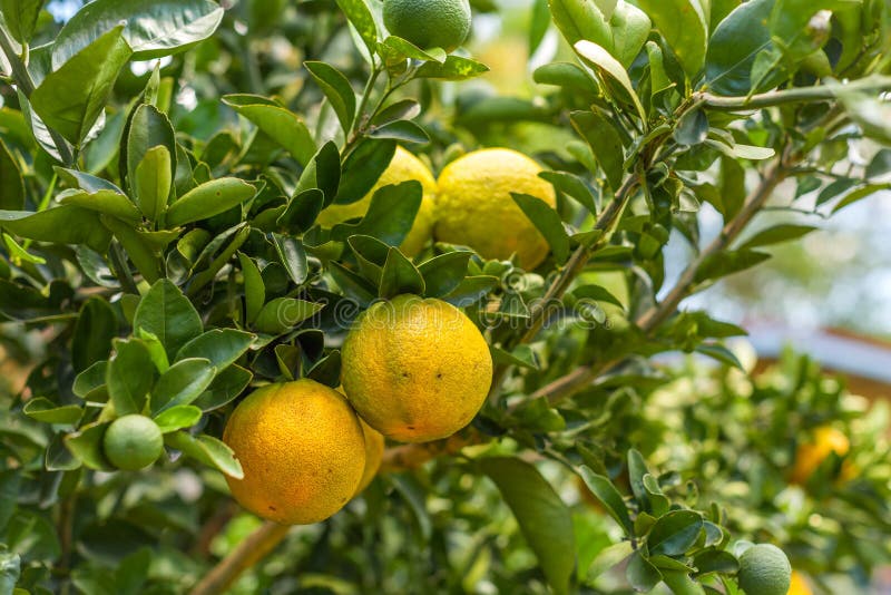 Citrus, Fruit, Fruit Tree, Bitter Orange Picture. Image: 107440378