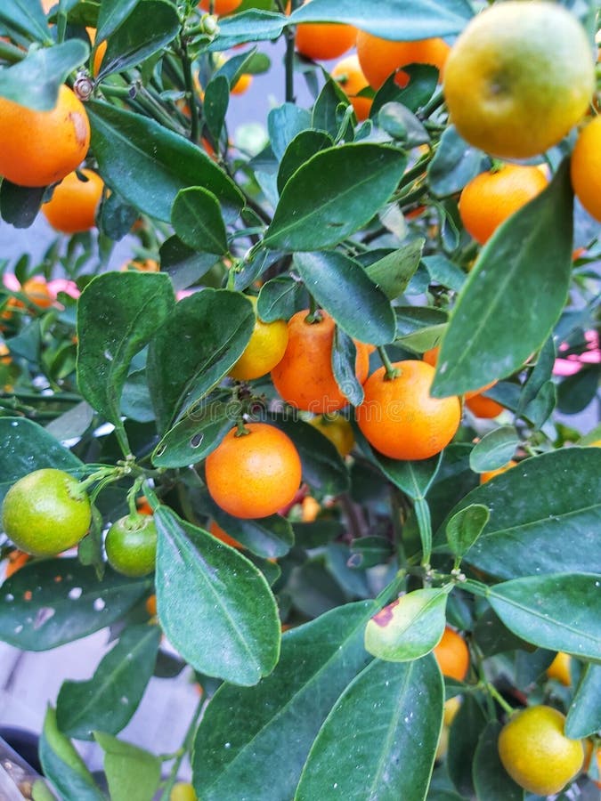Citrus Fruit Tree with Bright Orange Fruit Stock Image - Image of ...