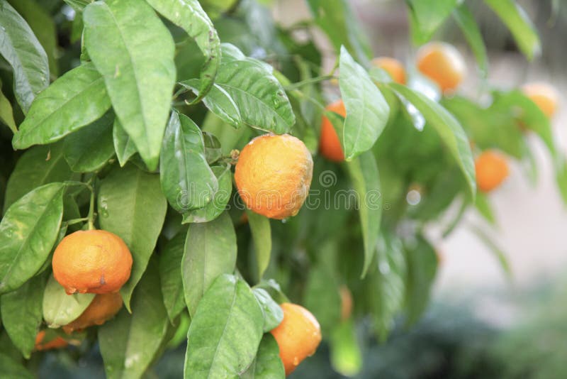 Citrus fruit tree stock photo. Image of plantation, fruits - 107310990