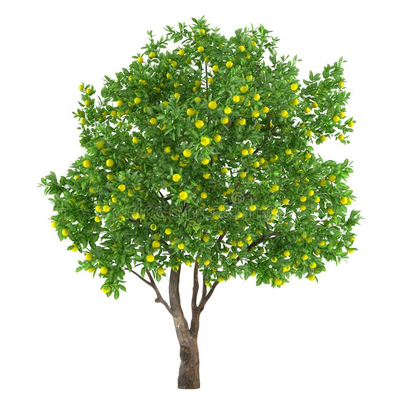 Citrus Fruit Tree Isolated. Lemon Stock Illustration - Illustration of ...