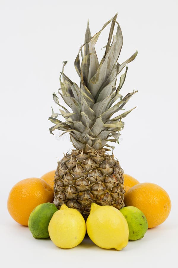 Citrus Fruits stock photo. Image of healthy, closeup - 17386706