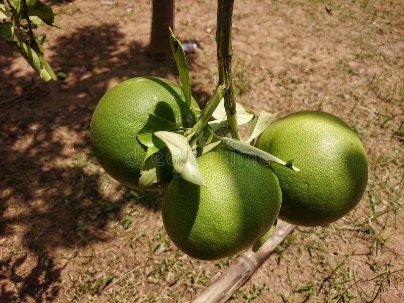Fruitd stock image. Image of citrus, sand, fruitd, green - 131975295