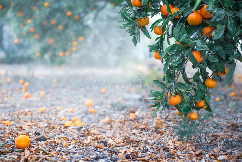 Citrus Grove with Ripe Fruits on Tree Branches and on the Ground Stock ...