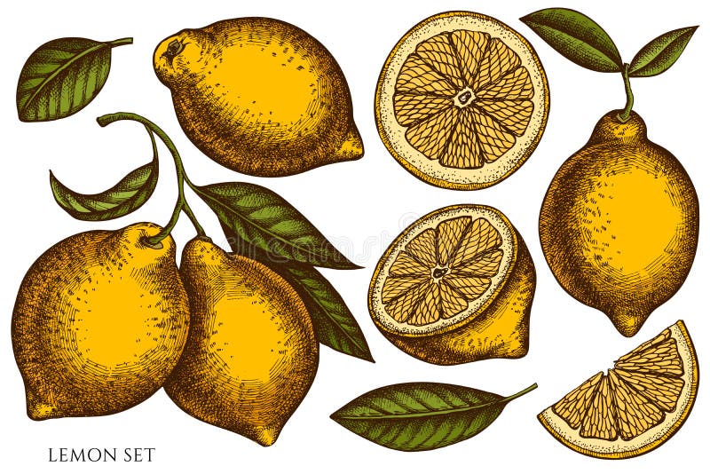 Citrus Hand Drawn Vector Illustrations Collection. Colored Lemon Stock ...