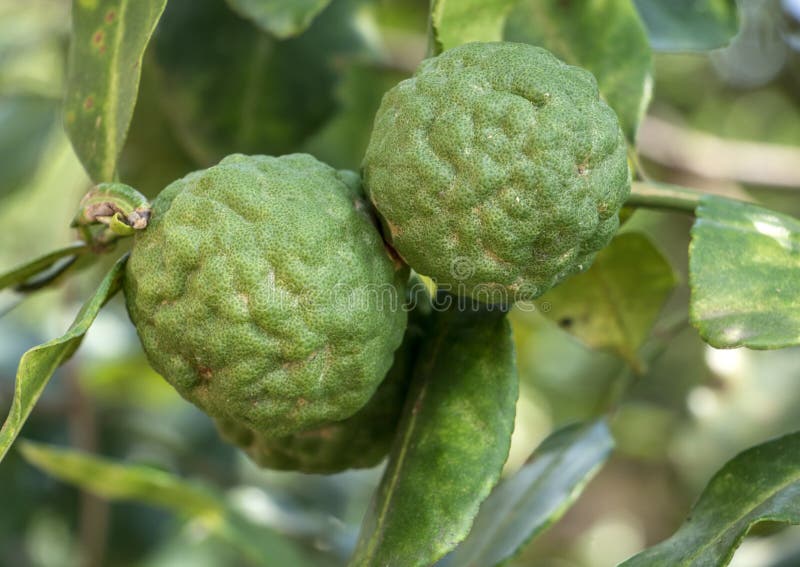 Citrus Hystrix or Mauritius Papeda Grow on Tree Stock Image - Image of ...