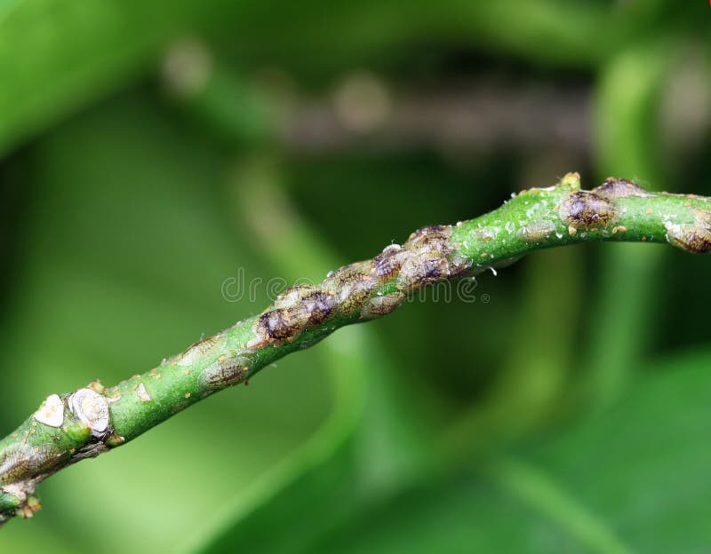 Citrus infested by pests stock photo. Image of macro - 24192402