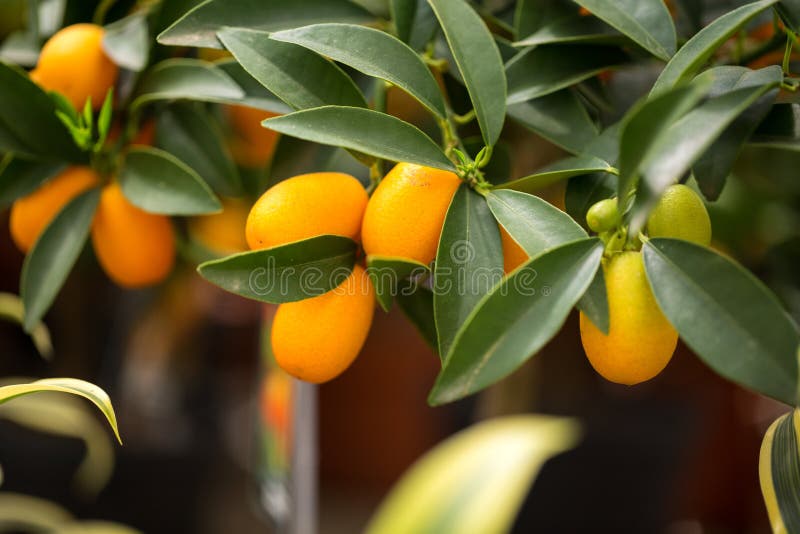 758,893 Citrusfrukter Foton - Gratis och royaltyfria stockfoton från ...