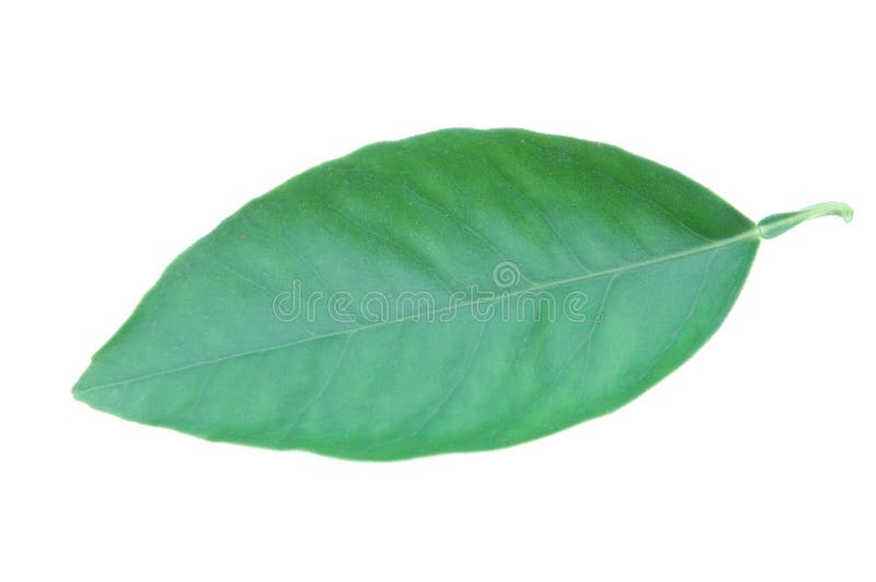 Basic Illustration of Simple Leaf Anatomy Stock Illustration ...
