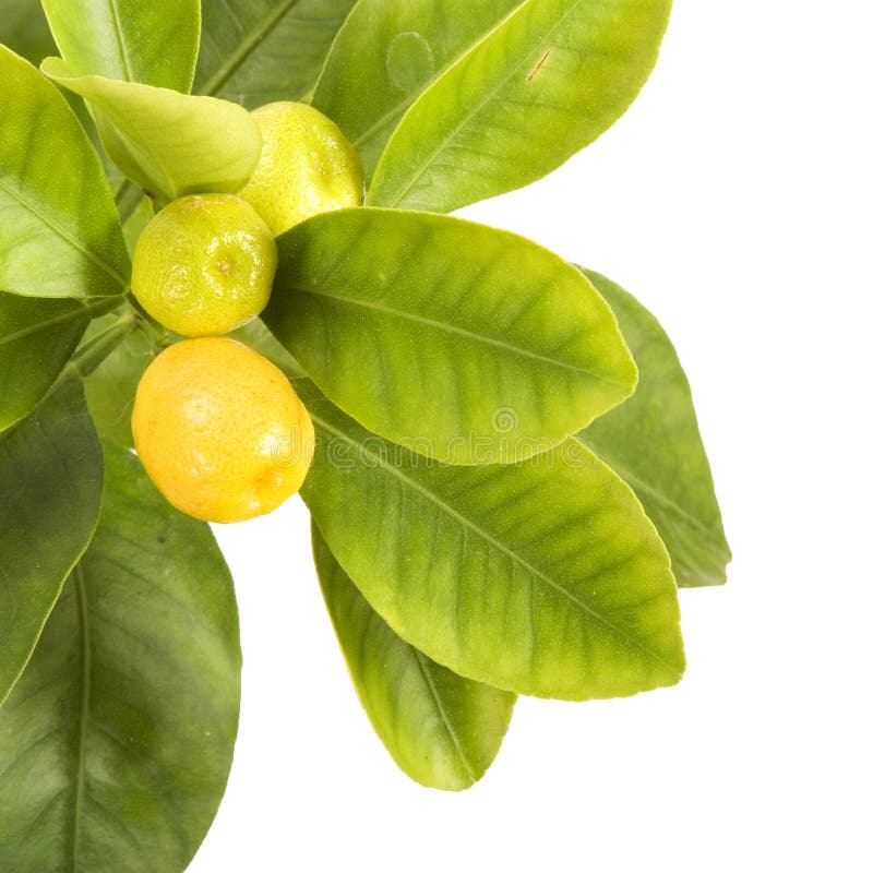 2,000+ Citrus leaf Free Stock Photos - StockFreeImages