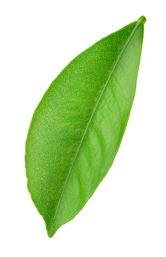 Citrus Leaf Isolated on a White Stock Image - Image of color, nature ...