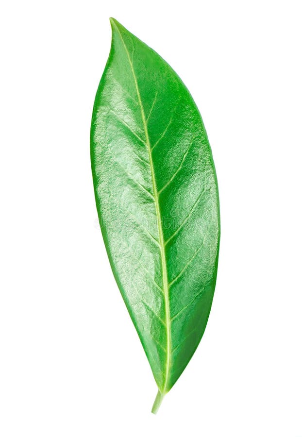 Citrus Leaf Isolated on a White Background. Orange Fruit Leaf Macro ...