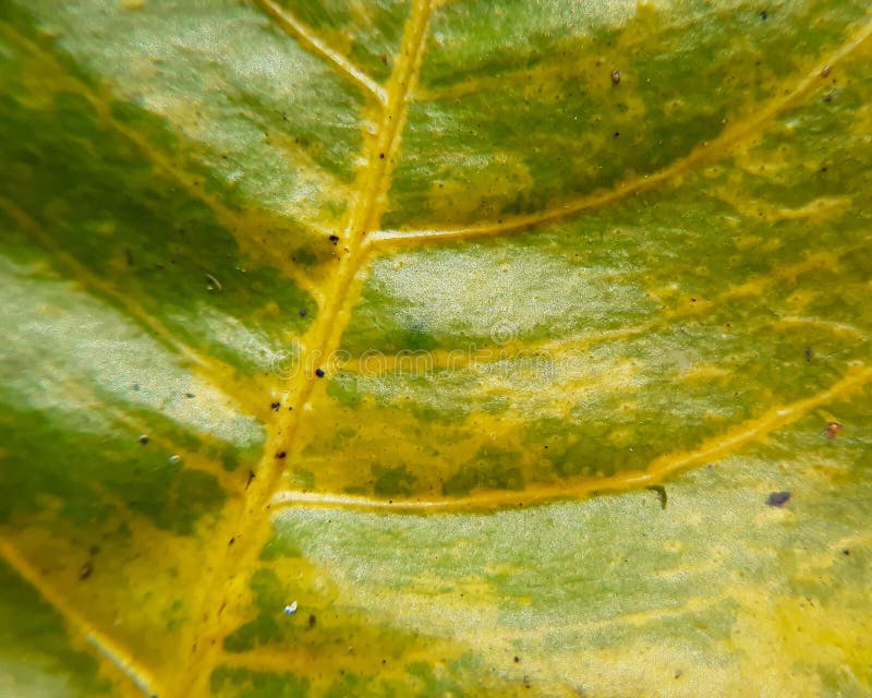 Citrus leaf macro texture stock photo. Image of design - 266988306