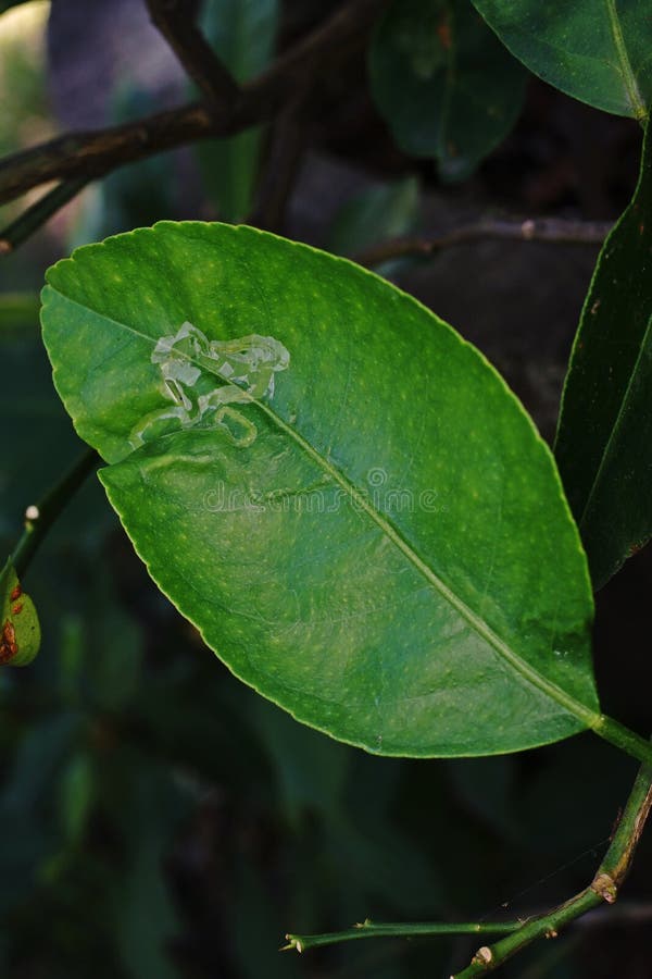 Citrus Leafminer ;insect Pest Stock Photo - Image of water ...