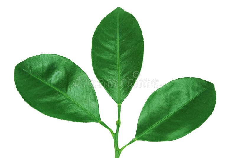 Citrus leaves. stock image. Image of bunch, clean, descriptive - 8972585