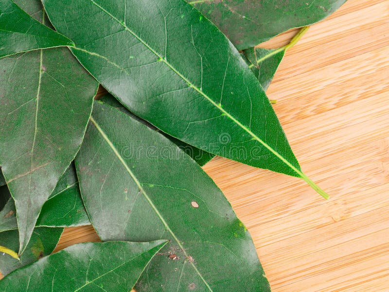 Citrus leaves on branch. stock photo. Image of color - 46992450