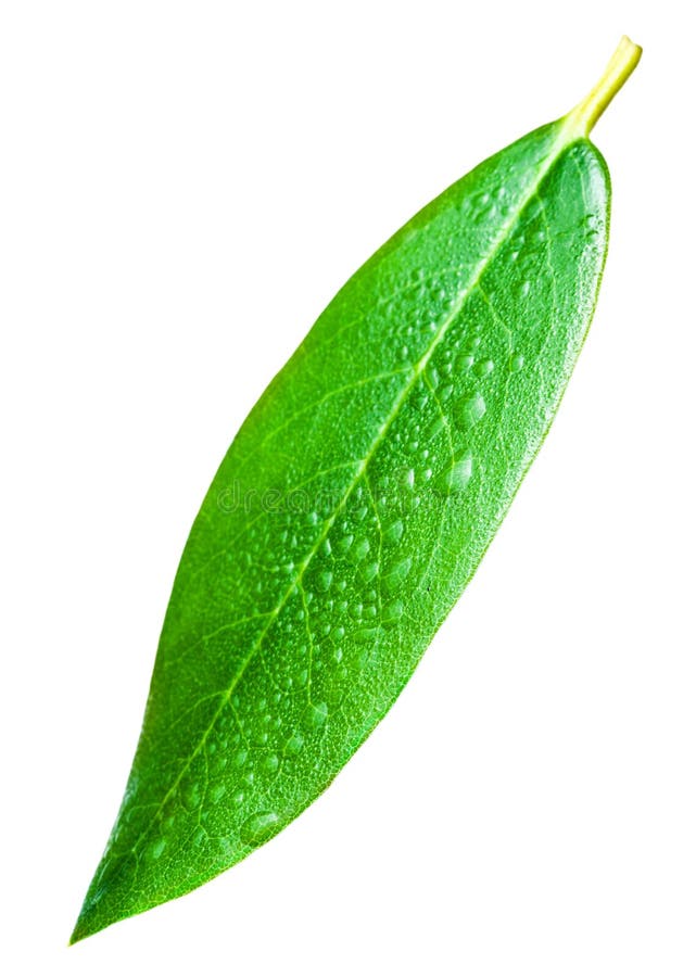 Citrus Leaves with Drops . Green Leaf Isolated Over White Backgr Stock ...