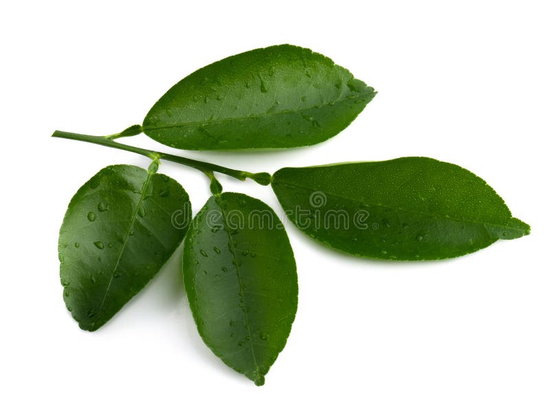 Citrus Leaves Isolated on a Transaprent Background Stock Image - Image ...