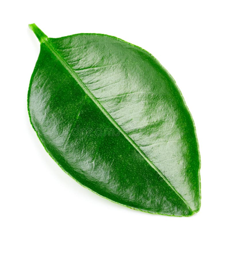 Citrus leaves isolated stock image. Image of nature, taste - 88302877