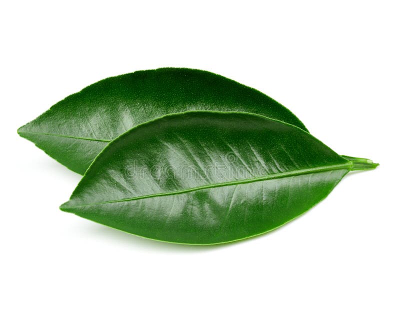 Citrus leaves isolated stock photo. Image of leaf, closeup - 89515180