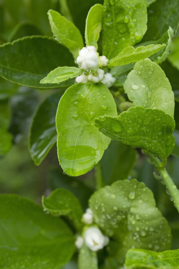 Citrus lemon stock photo. Image of lemon, vitamins, fresh - 33636304