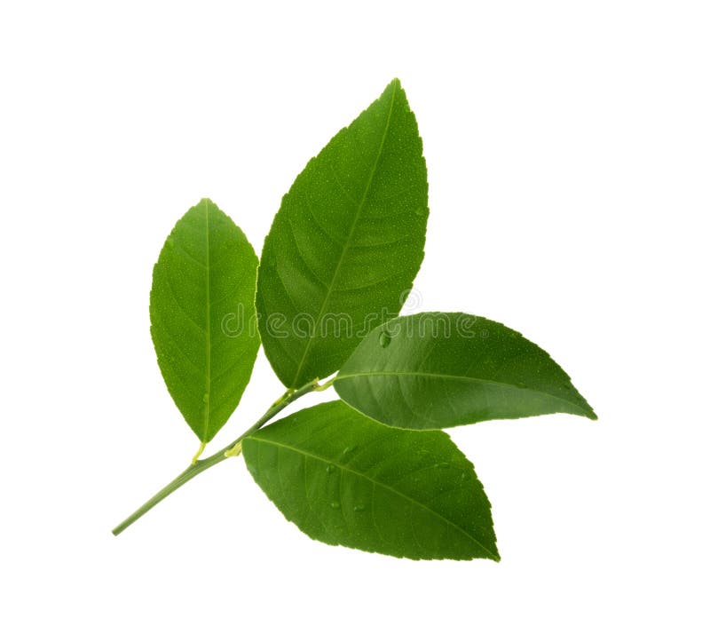 Citrus Lemon Leaves Isolated on White Background without Shadow Stock ...