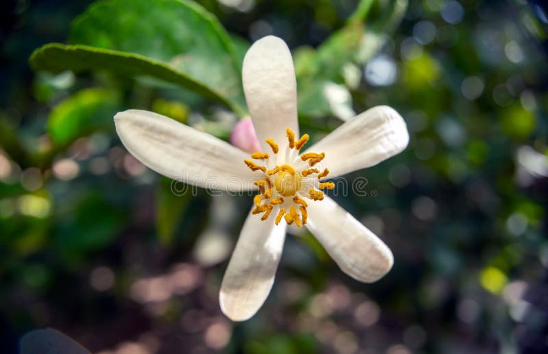 Citrus lemon tree flower stock photo. Image of blossom - 260220494