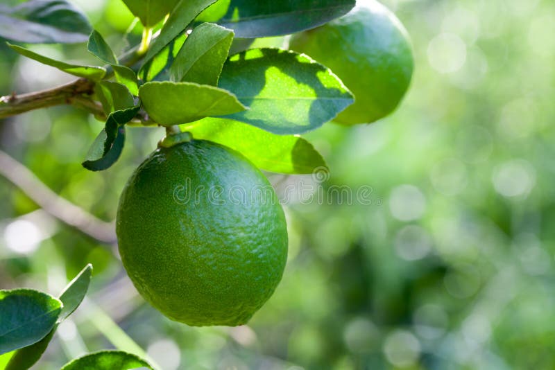 Citrus lime fruit on tree stock photo. Image of crop - 44094812