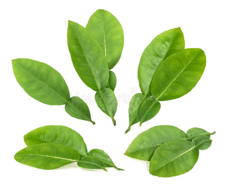 Pomelo Tree Leaves Citrus Maxima (Pummelo)