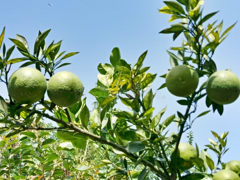 Planta De Citrus Limetta Pursha En Un Armario. Venta En La Tienda. Foco ...