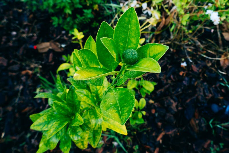 Small citrus limon stock photo. Image of limon, medicinal - 190988056